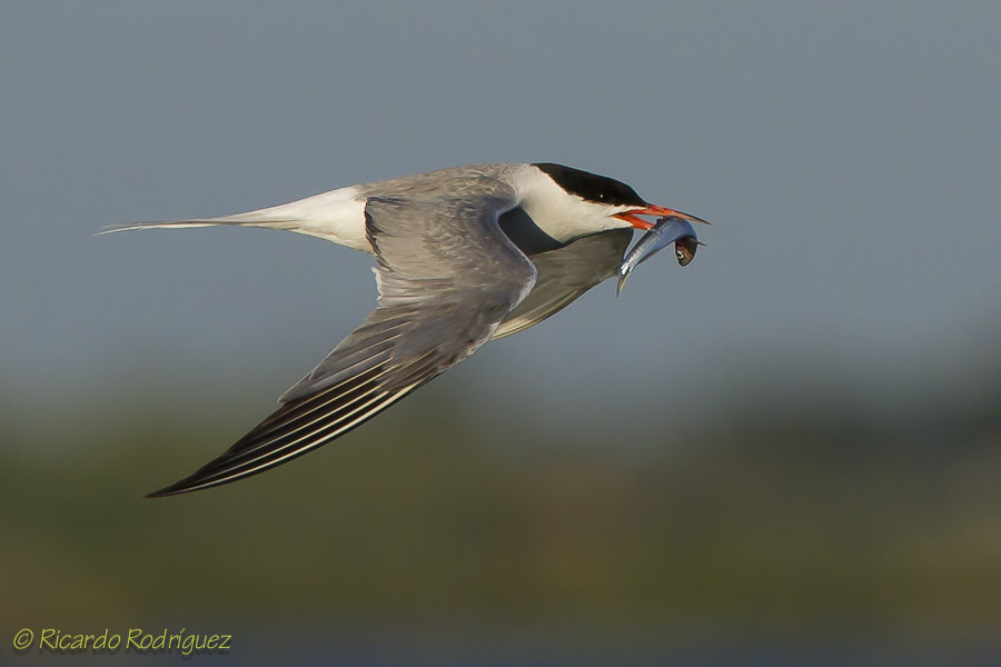 Aves Ricardo Rodriguez: Cambrils 2ª parte (charranes, pagazas y fumareles)