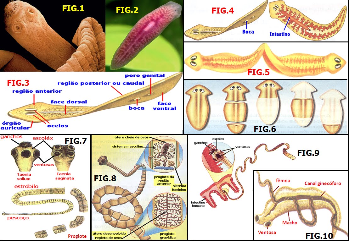 PROFª ELISAMA SANTOS: PLATELMINTOS