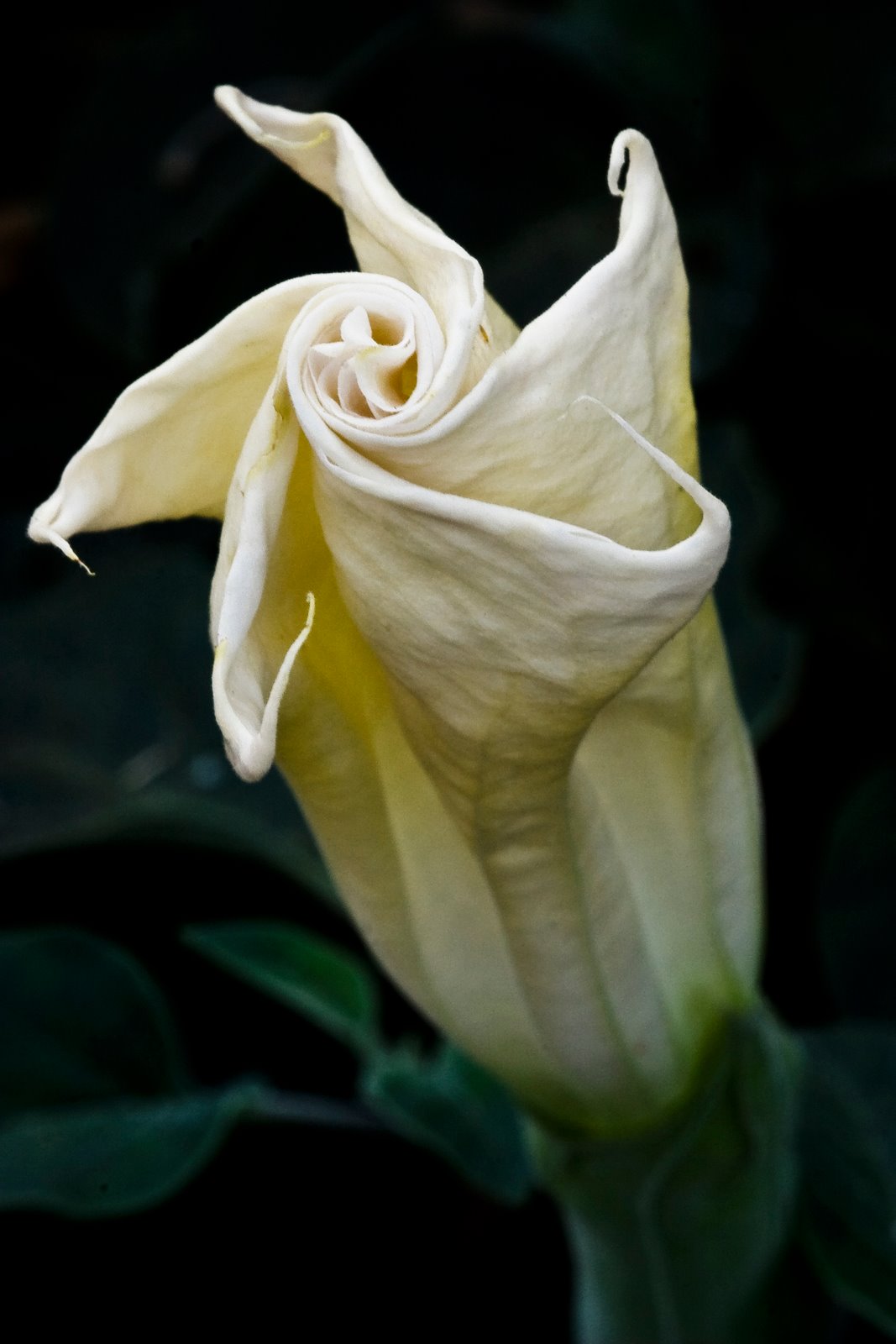 365 Days in Zion: Day 298: July 20, 2005 - Angel Trumpet Flower
