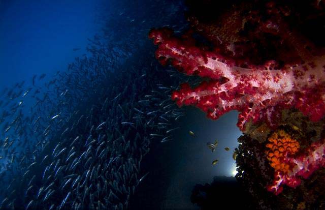 Raja Ampat Reefs