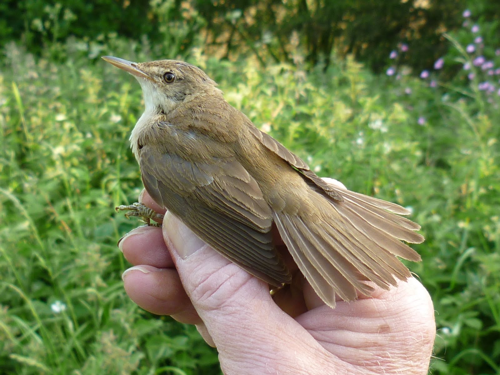 Ivel Ringing Group: Quick 'n easy