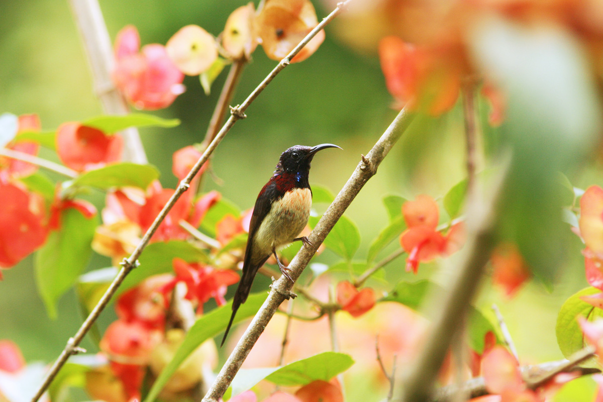 Unravel: Macro Birds
