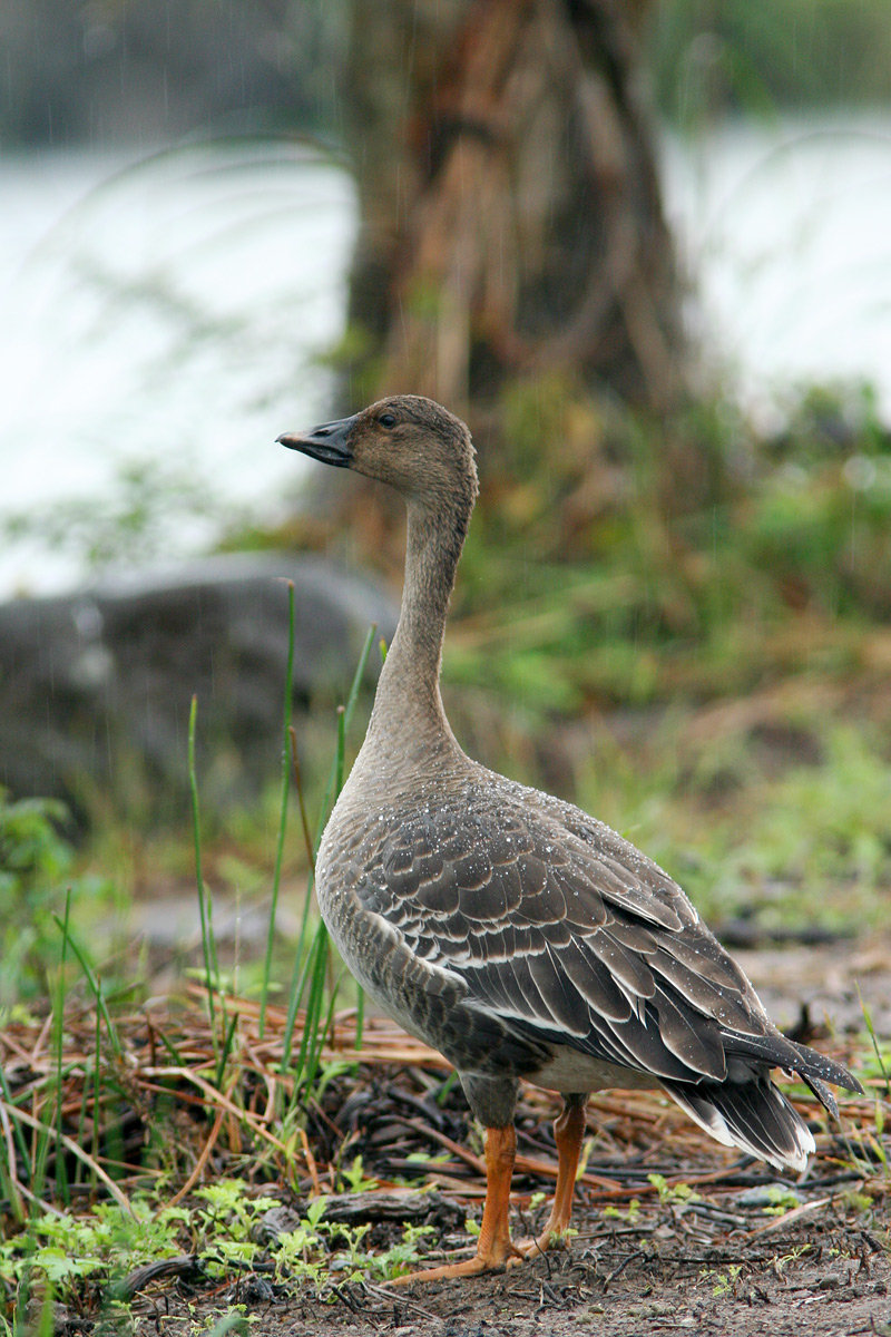 Unravel: Goose in the Rain