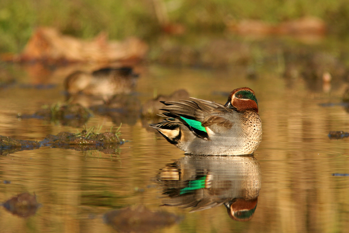 Unravel: Common Teals