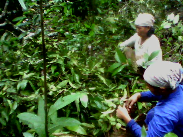 CV.Sarana Nusantara: BUAH ASAM KRANJI