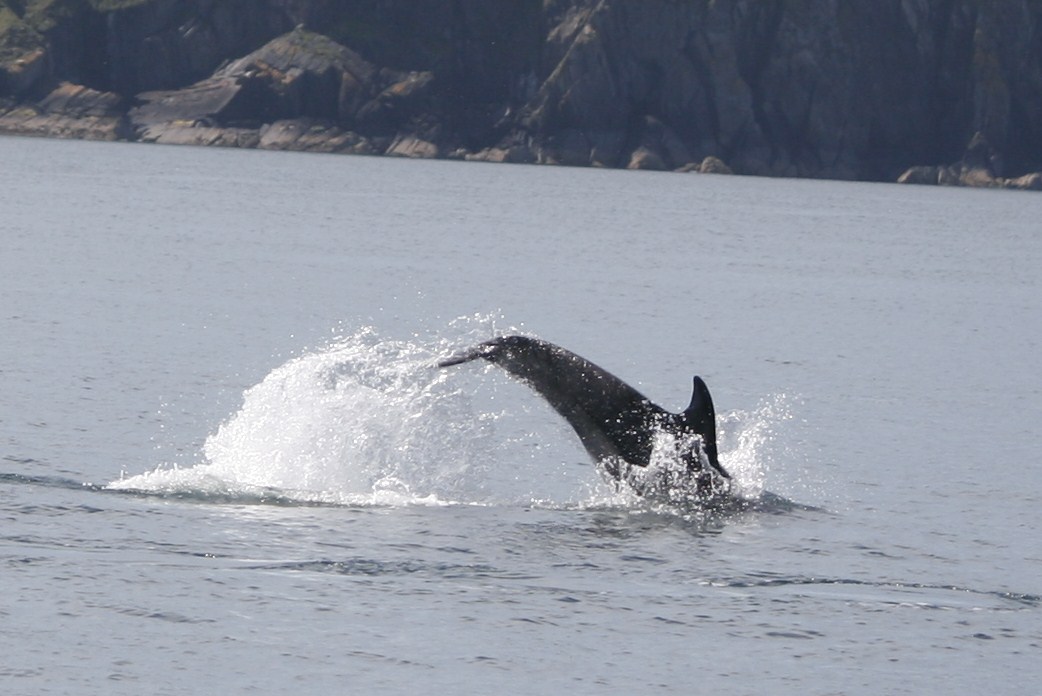 Dolphins and Wales: The worlds biggest dolphins!