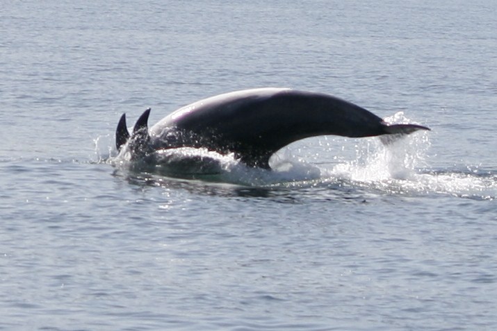 Dolphins and Wales: The worlds biggest dolphins!