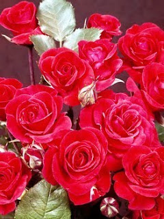 Potted Roses : Guide To Growing Roses In Pots