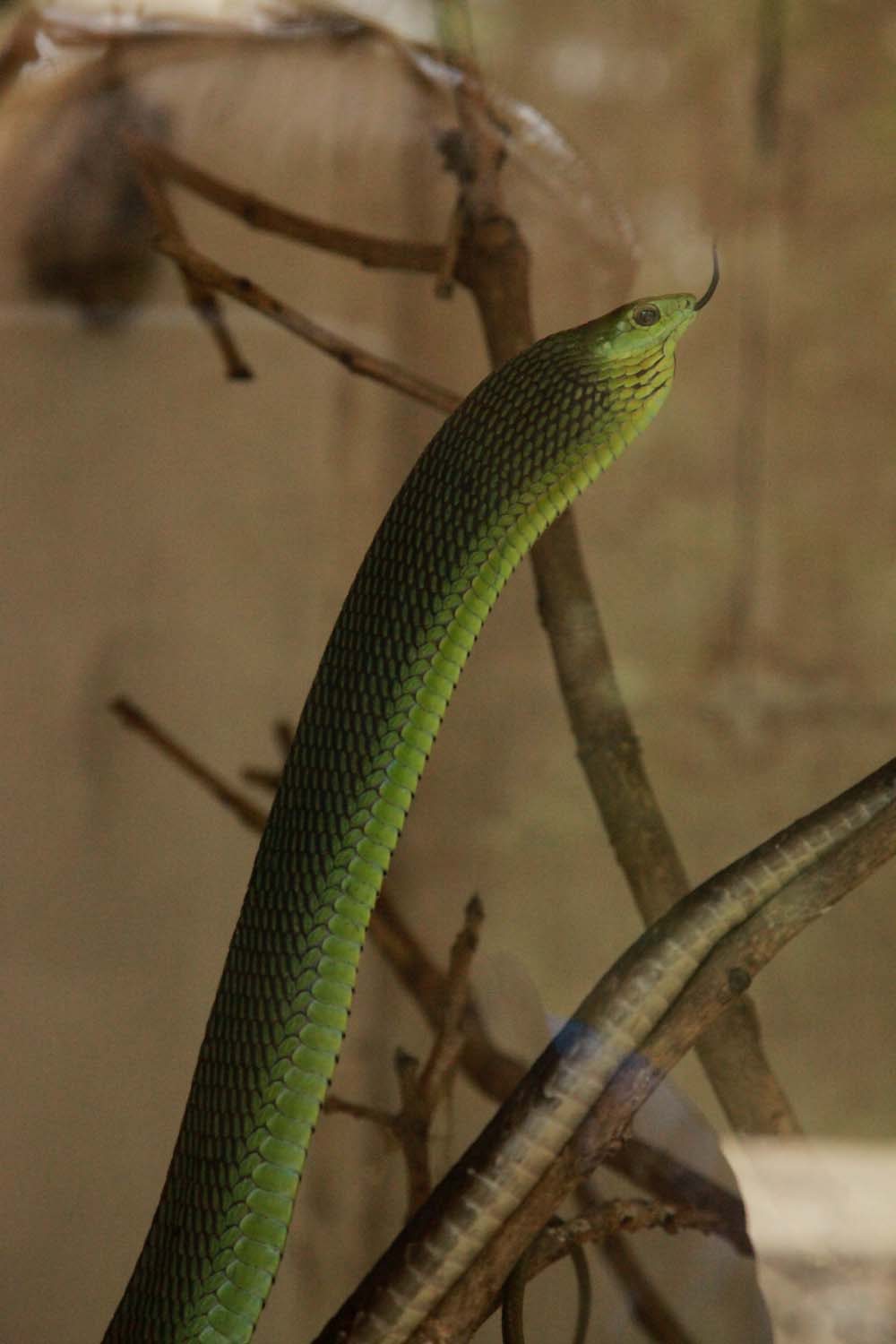 Liana Shoots Elephants!: Snake Farm!