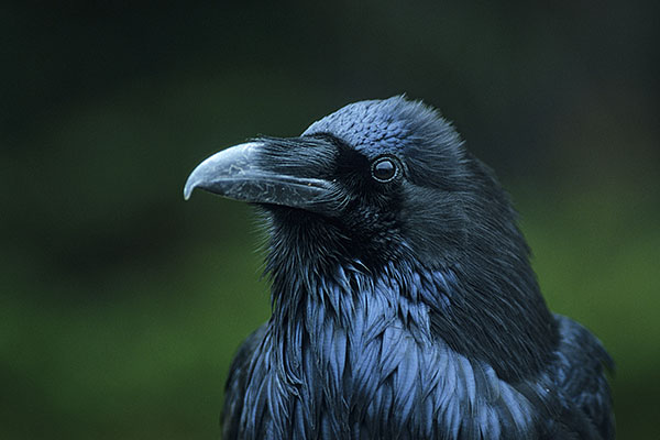 De Raaf [1963] | Full Length Movies - utorrentlimo