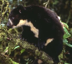 Dingiso (Dendrolagus mbaiso) | Save Flora And Fauna