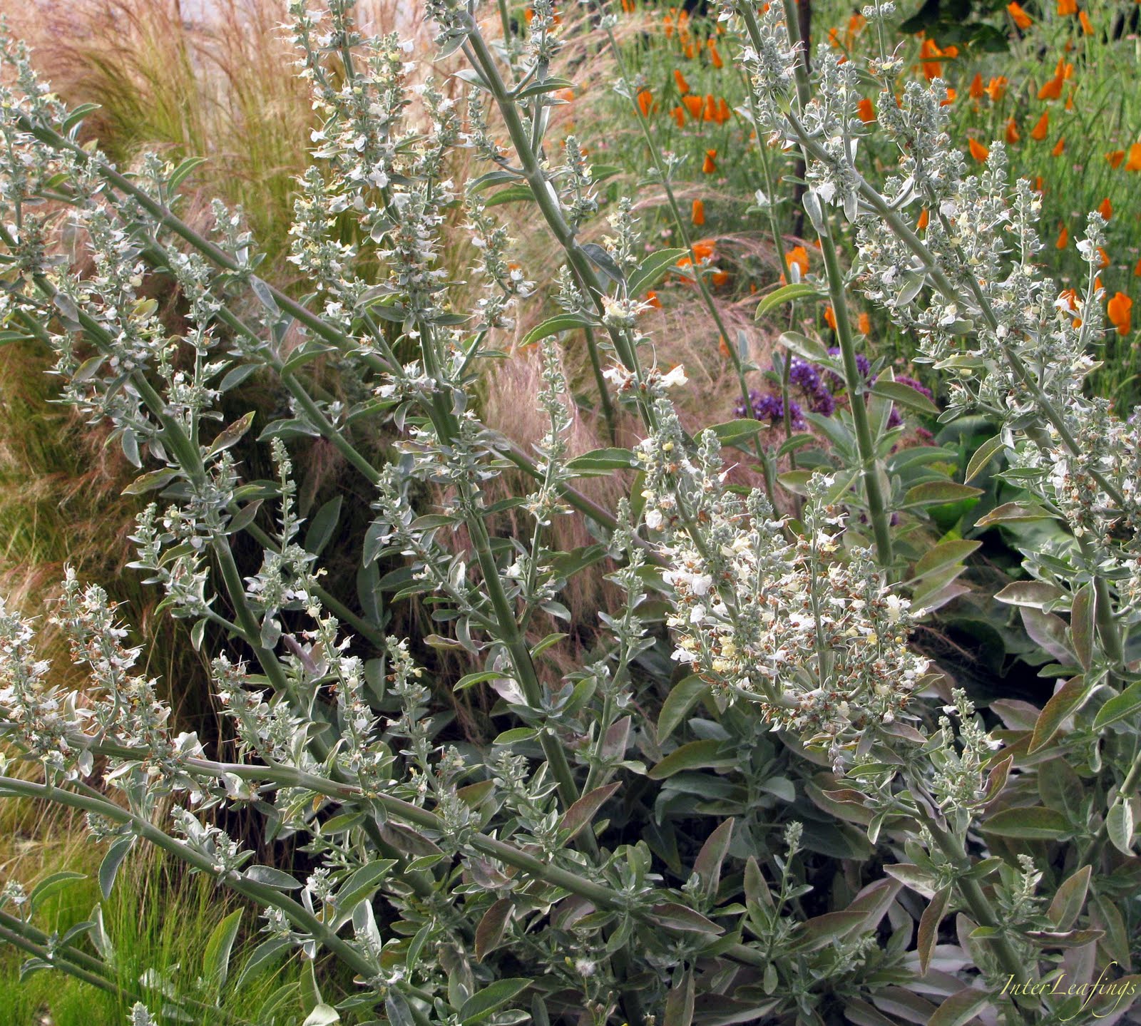 InterLeafings: Bloom Day - May 2010