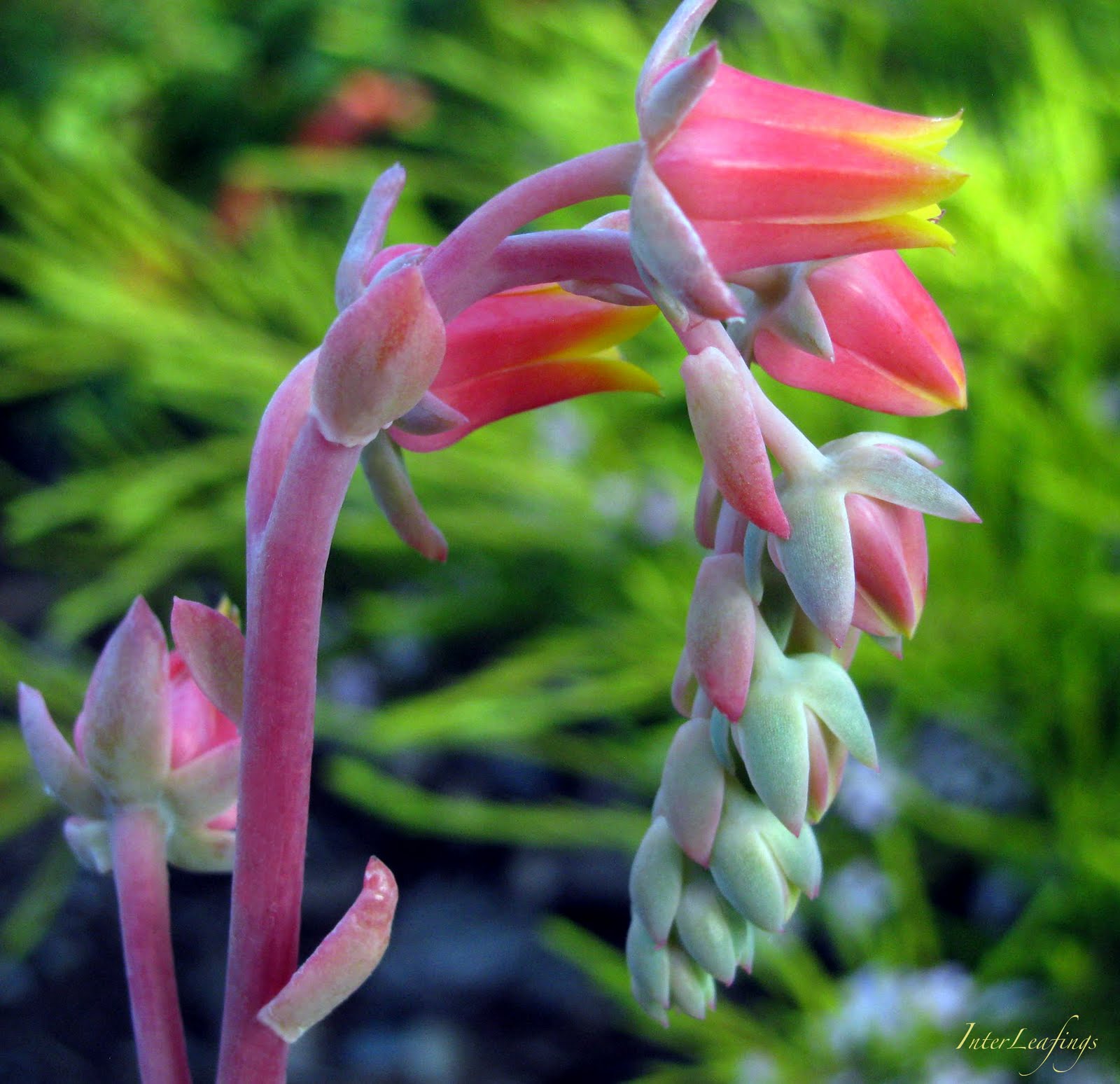 InterLeafings : Bloom Day - April 2010