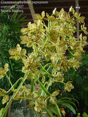 KEHIDUPAN ITU MAHAL: 29 Jenis Anggrek yang dilindungi Undang-Undang