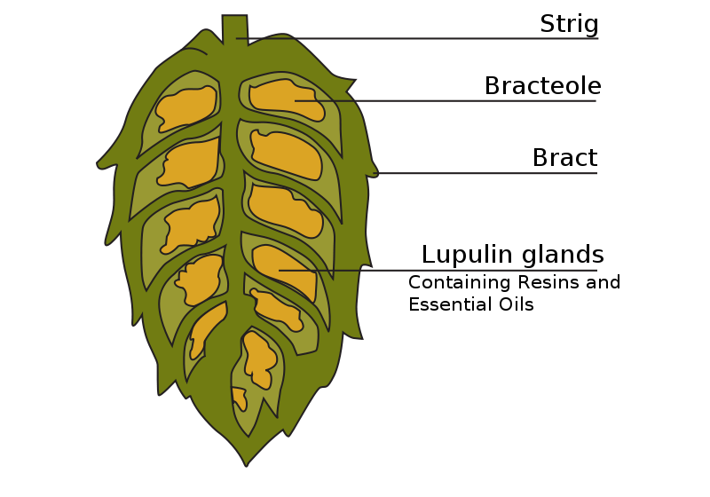 Ales to Lagers: Hop of the Week: Hop Breakdown