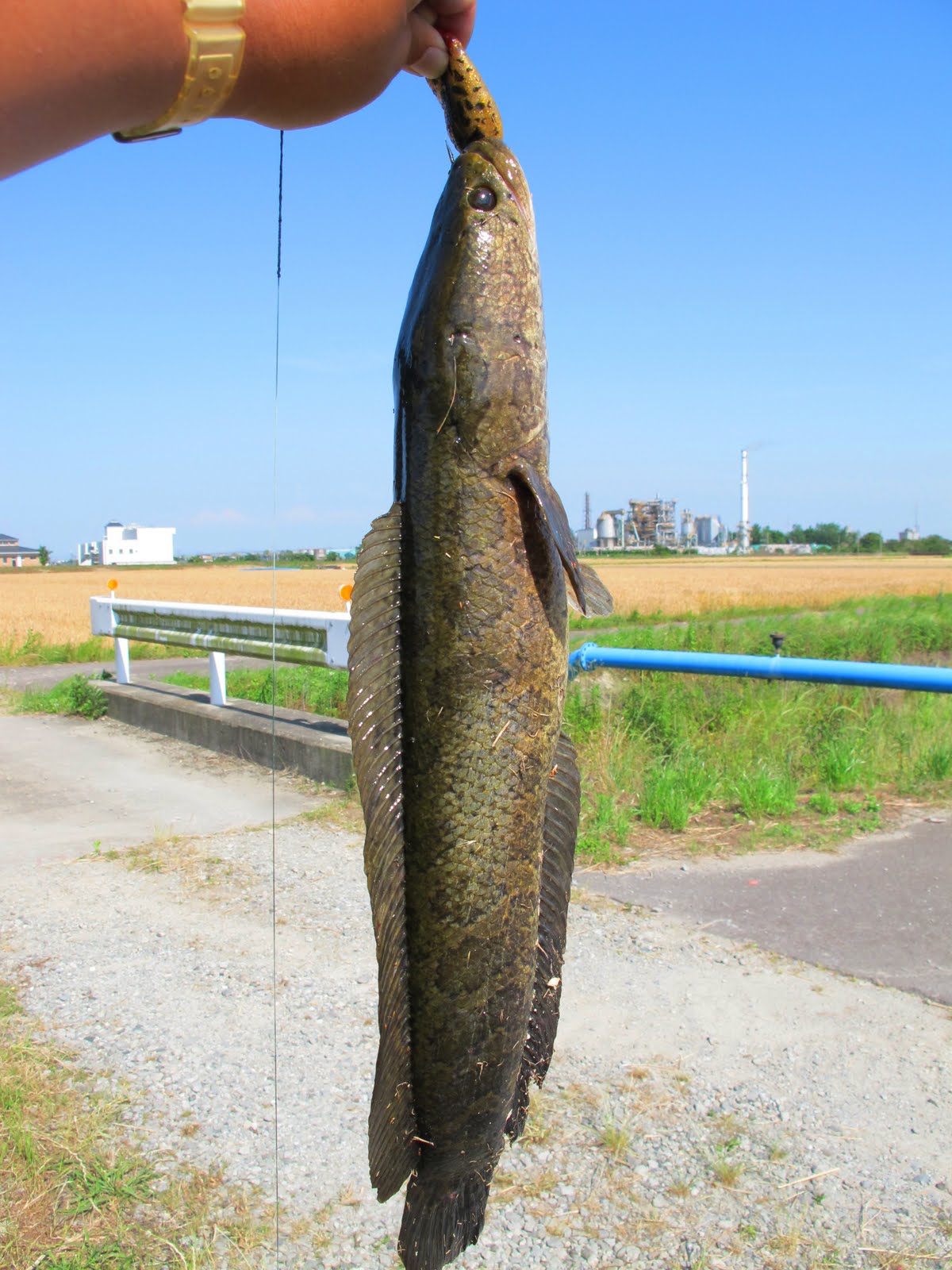 Tackle Source: FISHING IN JAPAN - FRESHWATER