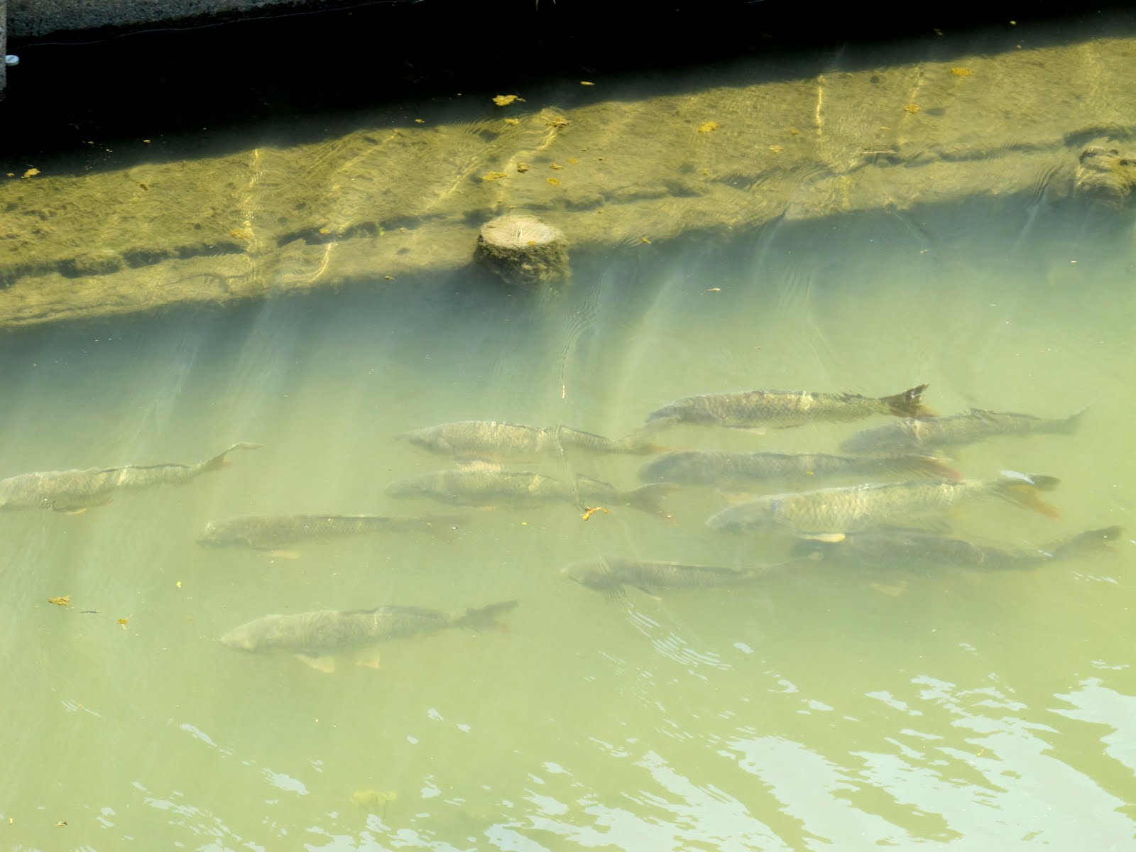 Tackle Source: FISHING IN JAPAN - FRESHWATER