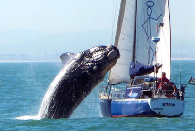 THOUGHT VALLEY: Whale onto the boat