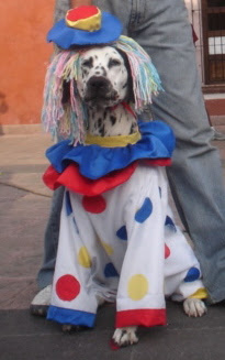 DESDE OTRO ENFOQUE: MODA ANIMAL