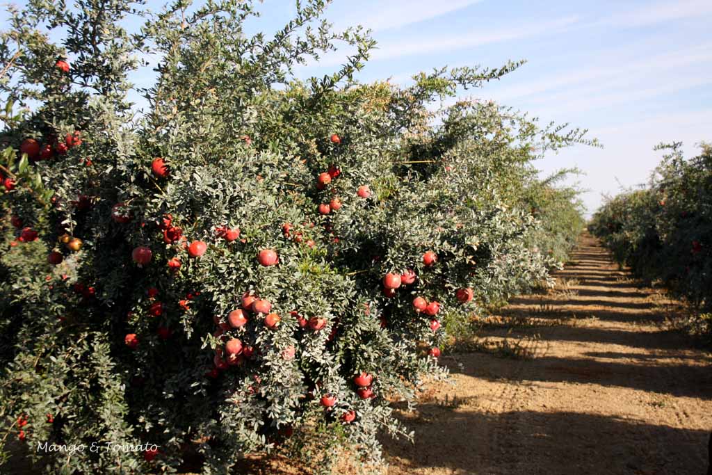 Mango & Tomato: POM Harvest: Do you know how pomegranates grow?