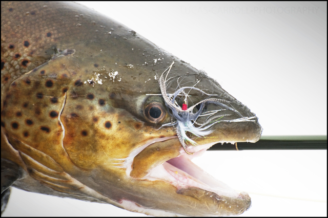 Winter Spey Flies and Methods