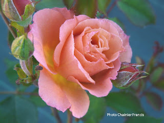 UN JOUR UNE ROSE: COLIBRI