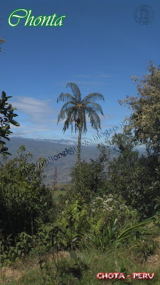 MILTON, EL GRIEGO CHOTANO: CHONTA