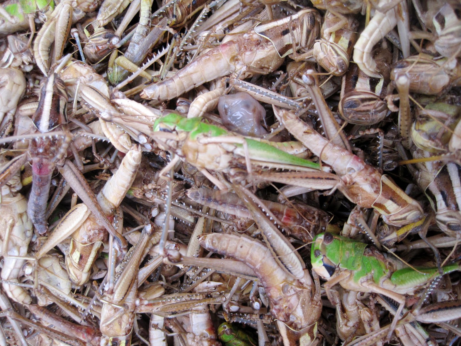 Leap Feet First: Klong Toei Cooking Class