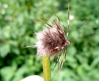 The Smallmouth Fly Box: The Wet Mouse