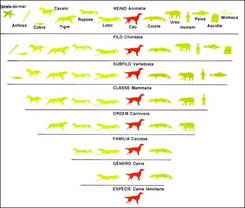 Super Biologia: Classificação dos Seres Vivos