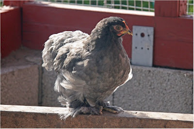 Kennel Inis Na Gall Irish Wolfhounds: Blå dverg kochin