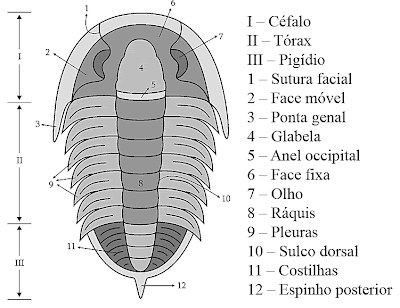 Trilobitas | Dinos Tephix