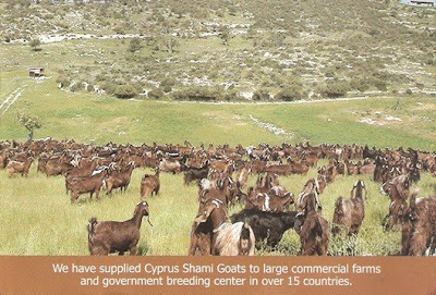 Cyprus Shami (Damascus) Goats: Brochures On Cyprus Shami Goats