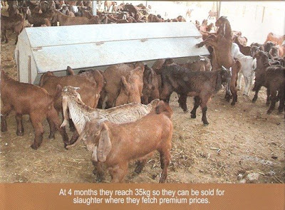 Cyprus Shami (Damascus) Goats: Brochures On Cyprus Shami Goats