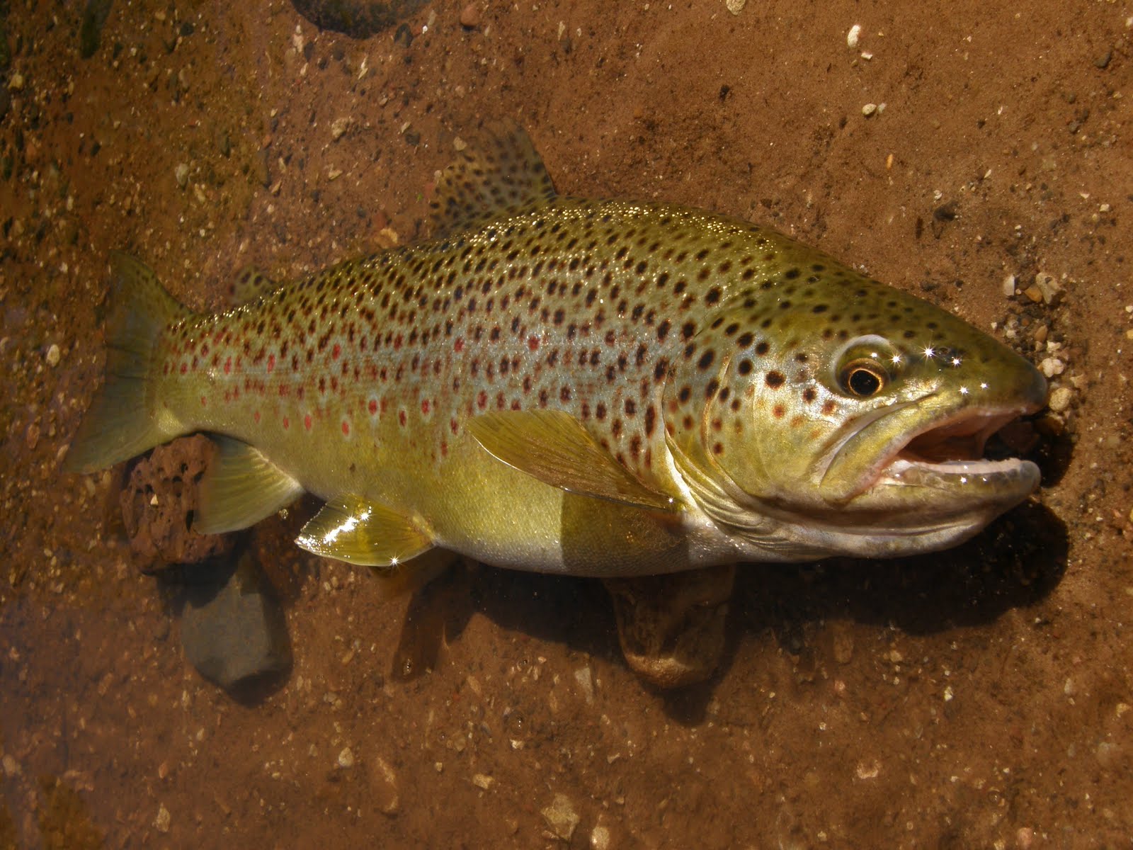 Oak Creek Angler: Oak Creek, June 2010