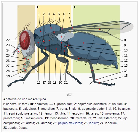 Moscas Parasitarias