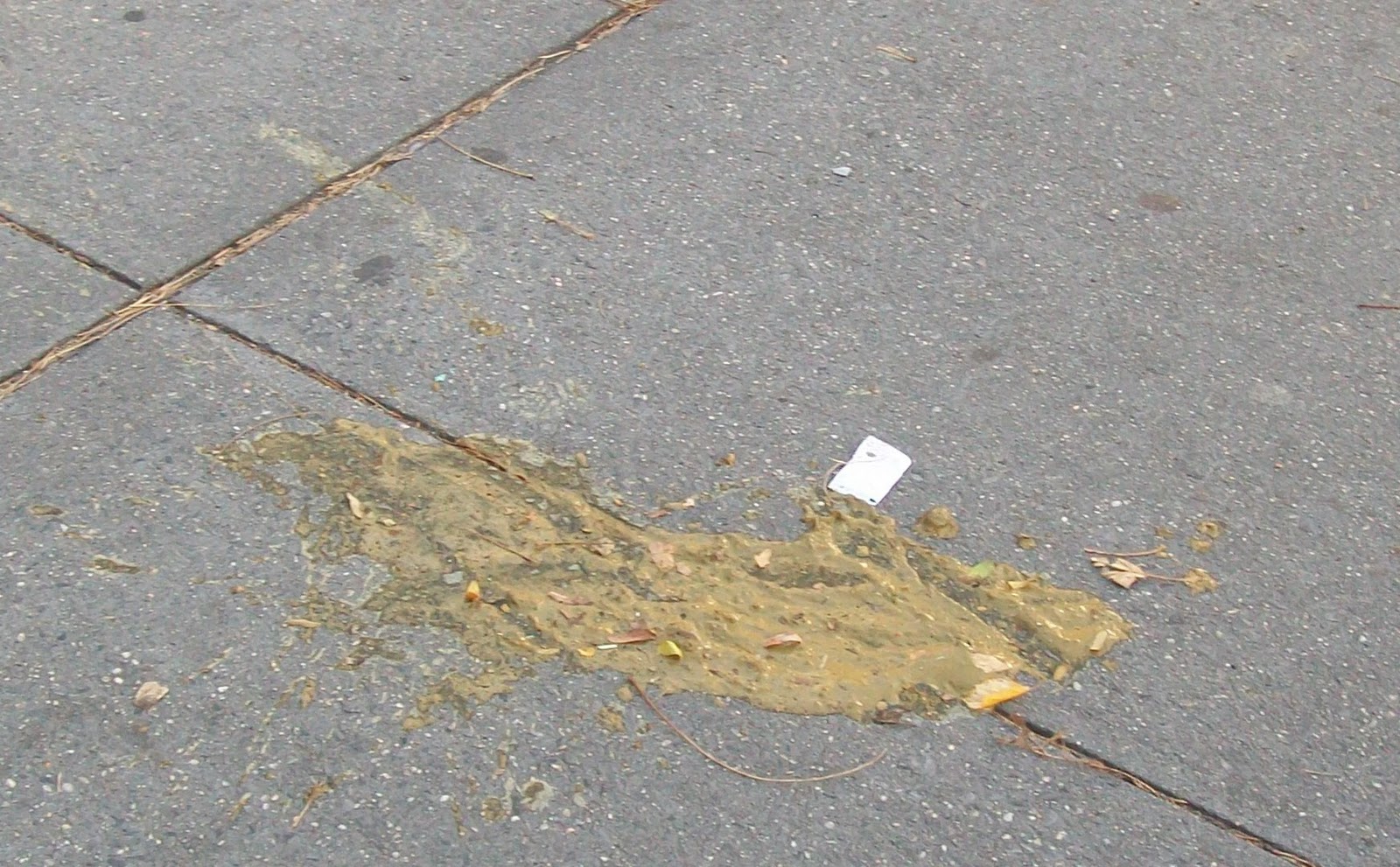 Poop Slope: November 2010