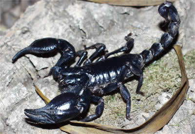 Crazy Exotic Pet For Sale: Asian Forest Scorpion