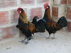 GALINHO GARNIZÉ - CHICKEN LITTLE.: O QUE É UM GARNIZÉ?