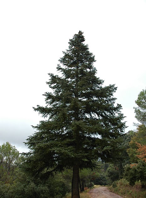 Planeta en verde: El Abeto