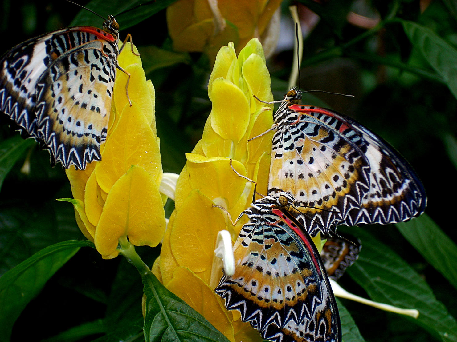 Butterfly Museum: Species of Butterflies
