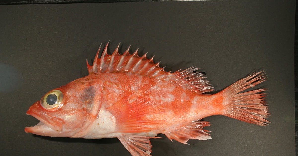 IctioBlog 2009: Boca Negra