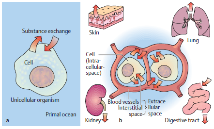 The Human Body: Exchange of Materials between the Cell and Its Environment