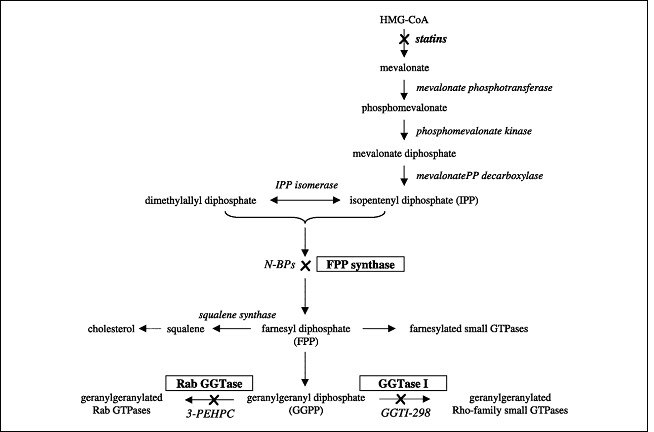 Alit's Practical Orthopaedic: Bifosfonat (I): Mekanisme Aksi Molekuler