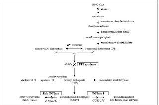Alit's Practical Orthopaedic: Bifosfonat (I): Mekanisme Aksi Molekuler