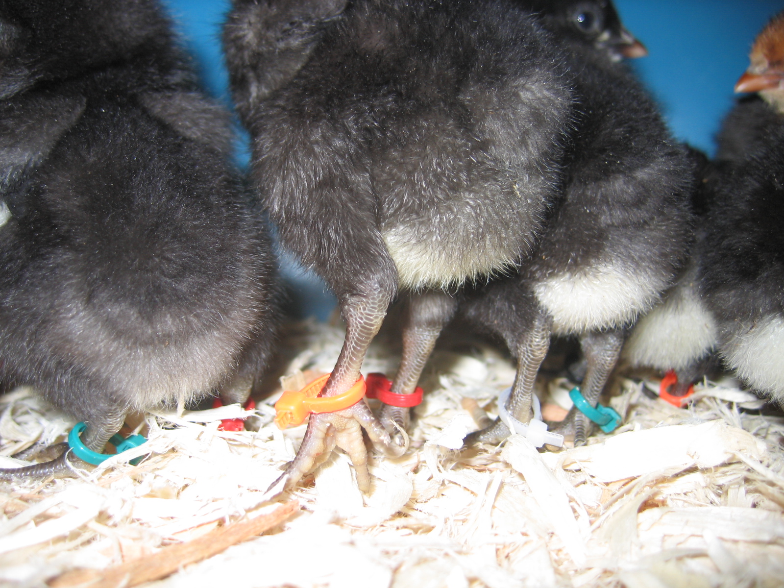 What Pigs Don't Know: How NOT to Name a Chicken- (Tagging Chickens)