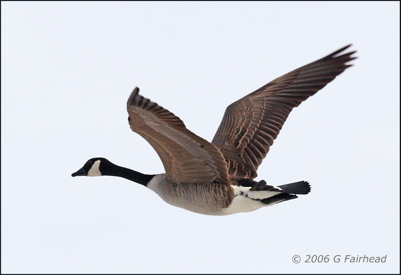 KeeperofStories: GOOSE MEDICINE