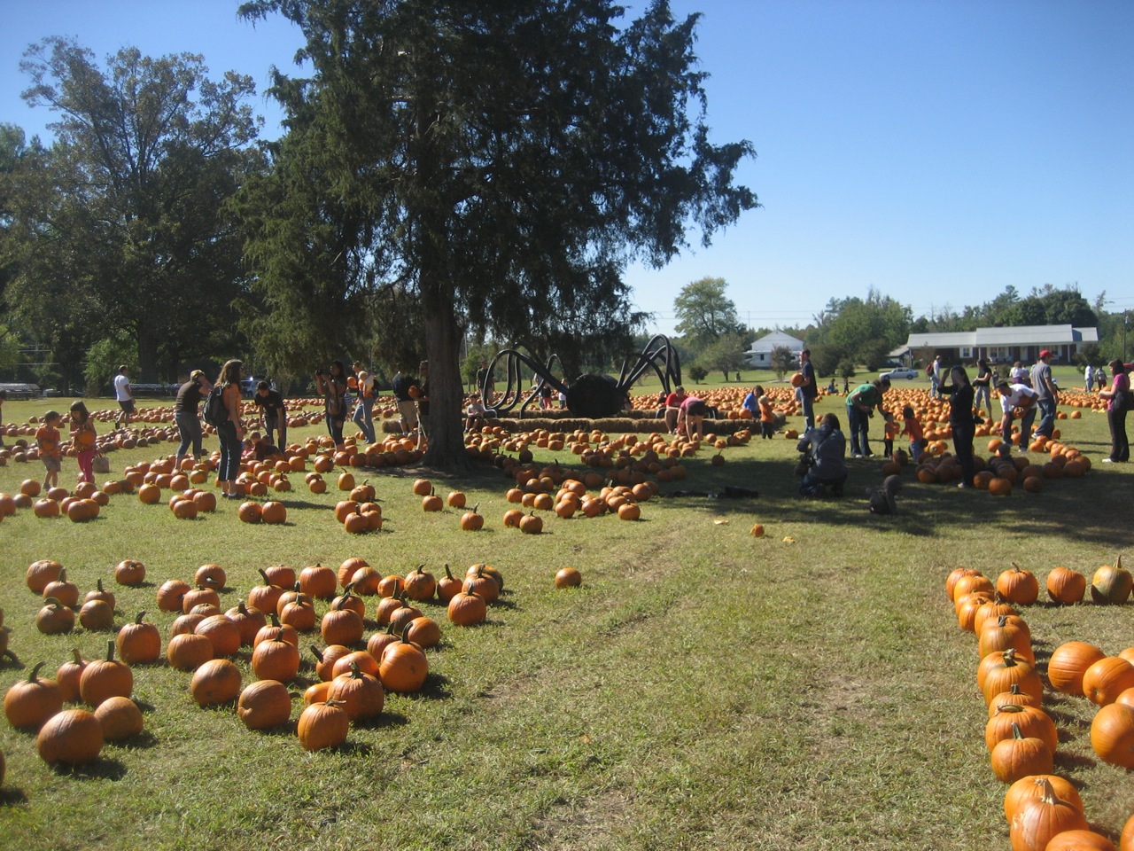 The Stir Crazy Moms' Guide to Durham: Hill Ridge Farms