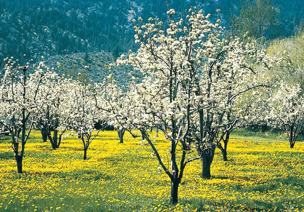 Peisaje de Primavara - Poze Primavara