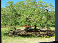 Salud Sexual y Reproductiva: Timbó, nuestro árbol